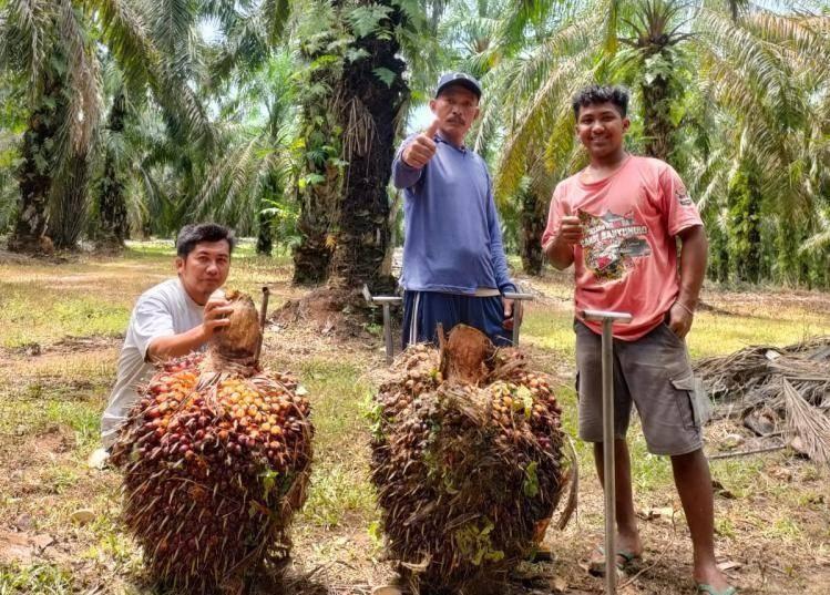 Efek Kemarau, Cuma Segini Toke Sawit Terima Pasokan TBS - kabarsawit.com